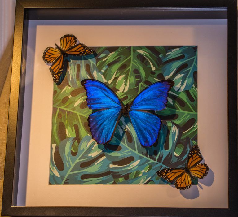Blue Morpho With 2 Monarch Butterfly Frame – Creative Flutters